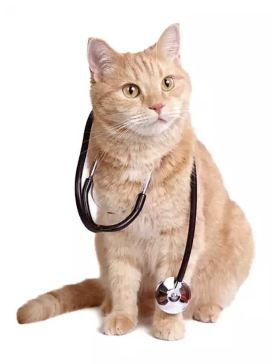 Feline Vaccine Policy - Sumter Pet Sitters